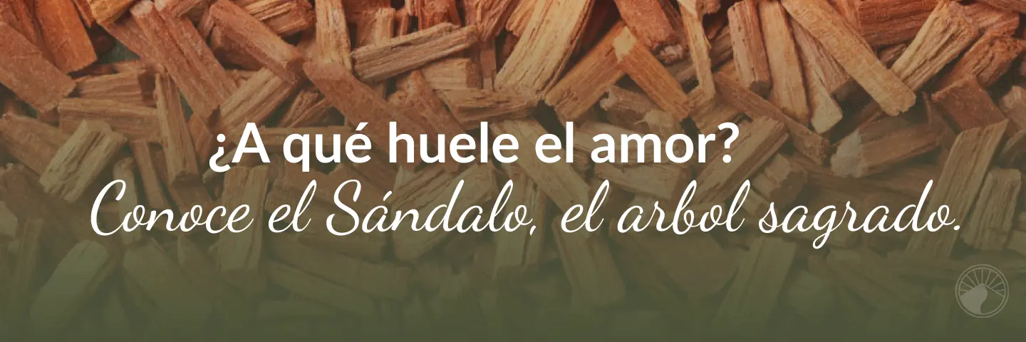 ¿A qué Huele el Amor? Conoce el Sándalo, el Árbol Sagrado